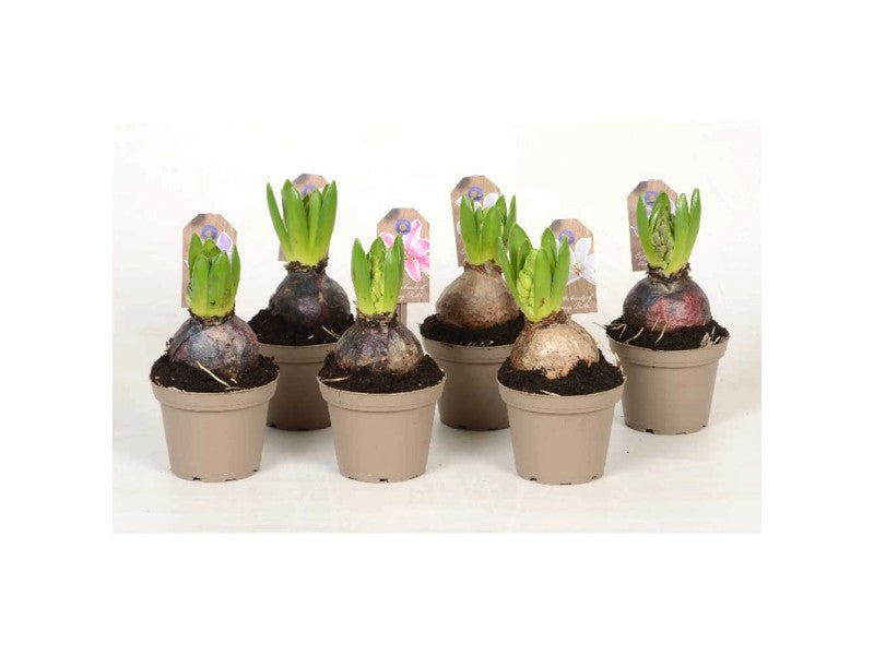 Hyacinthus Orie Mix – THE GARDEN CENTRE